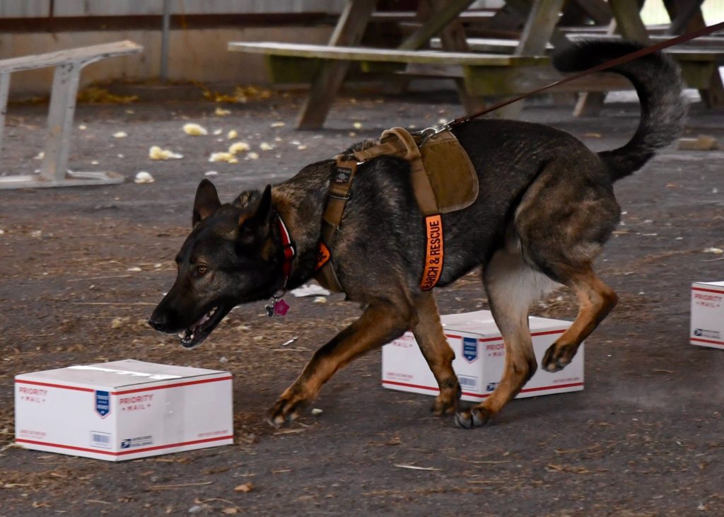 Private K9 Narcotic Searches Northern VA | Detection Dogs Shenandoah ...