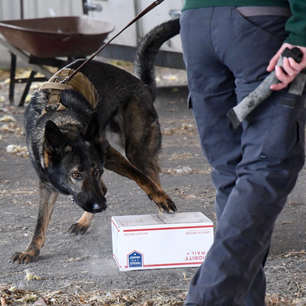 Private K9 Narcotic Searches Northern VA | Detection Dogs Shenandoah ...
