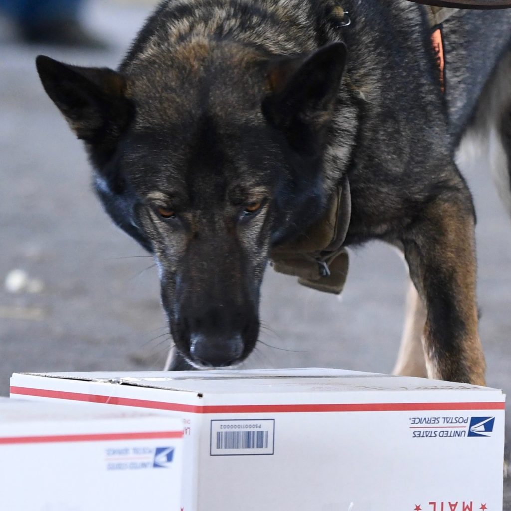 Private K9 Narcotic Searches Northern VA | Detection Dogs Shenandoah ...