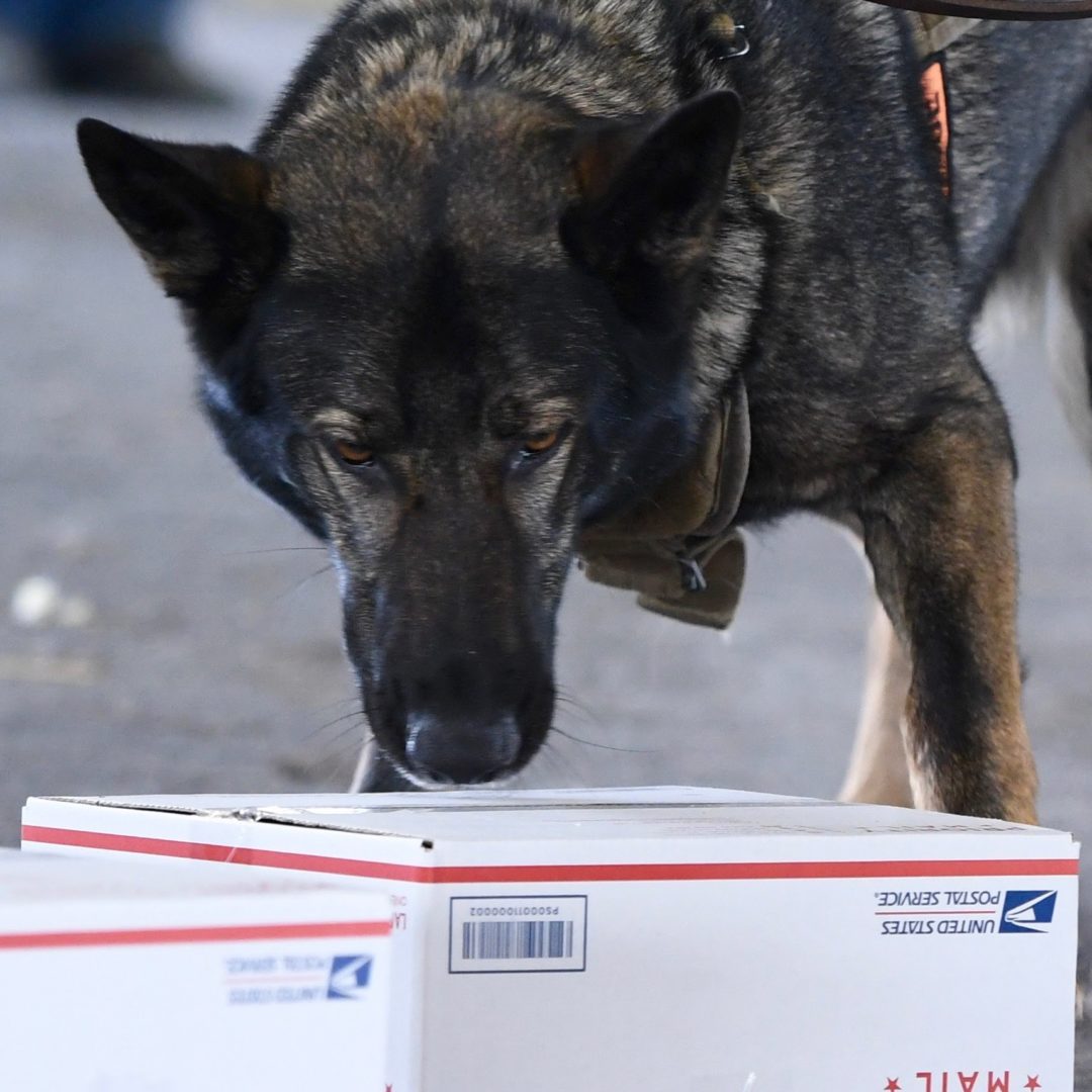 Private K9 Narcotic Searches Northern VA | Detection Dogs Shenandoah ...