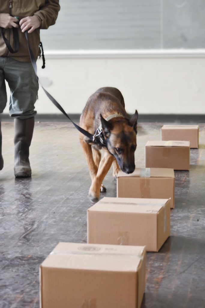 Eddie Boxes 2 | Detection K9